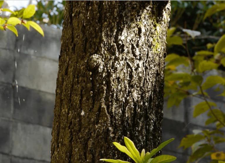 The Slow Art Of Japanese Lacquerware | We Are Nomads